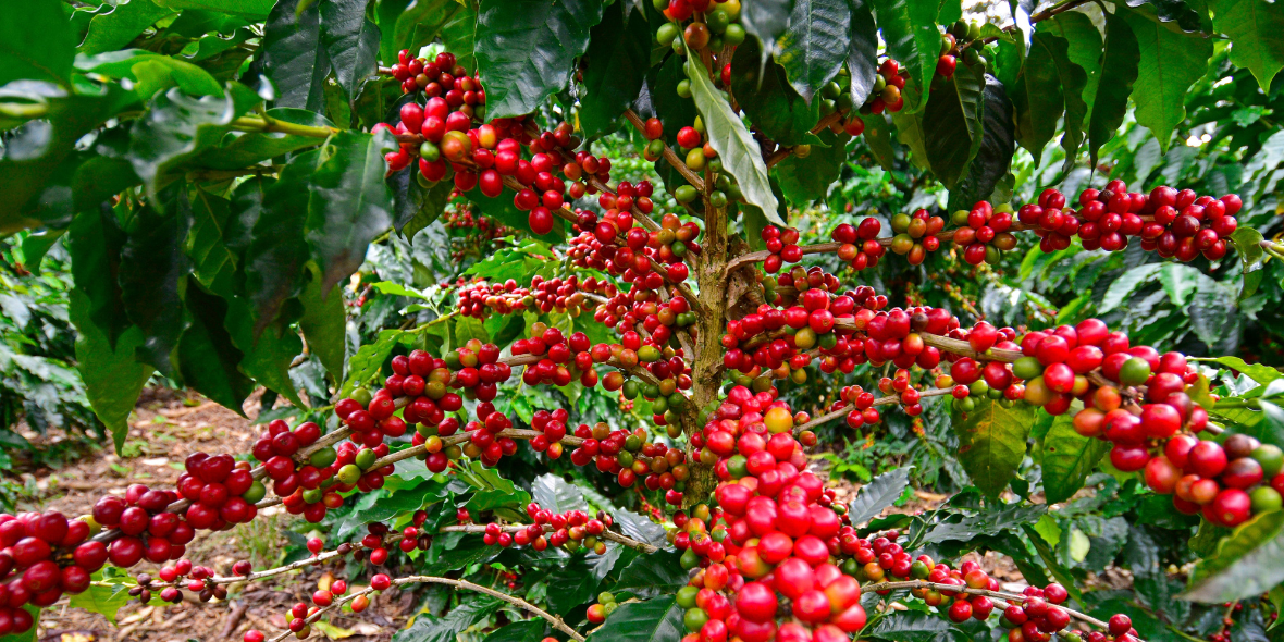 What is Coffee Processing? – H.R.Higgins (Coffee-man) Ltd.